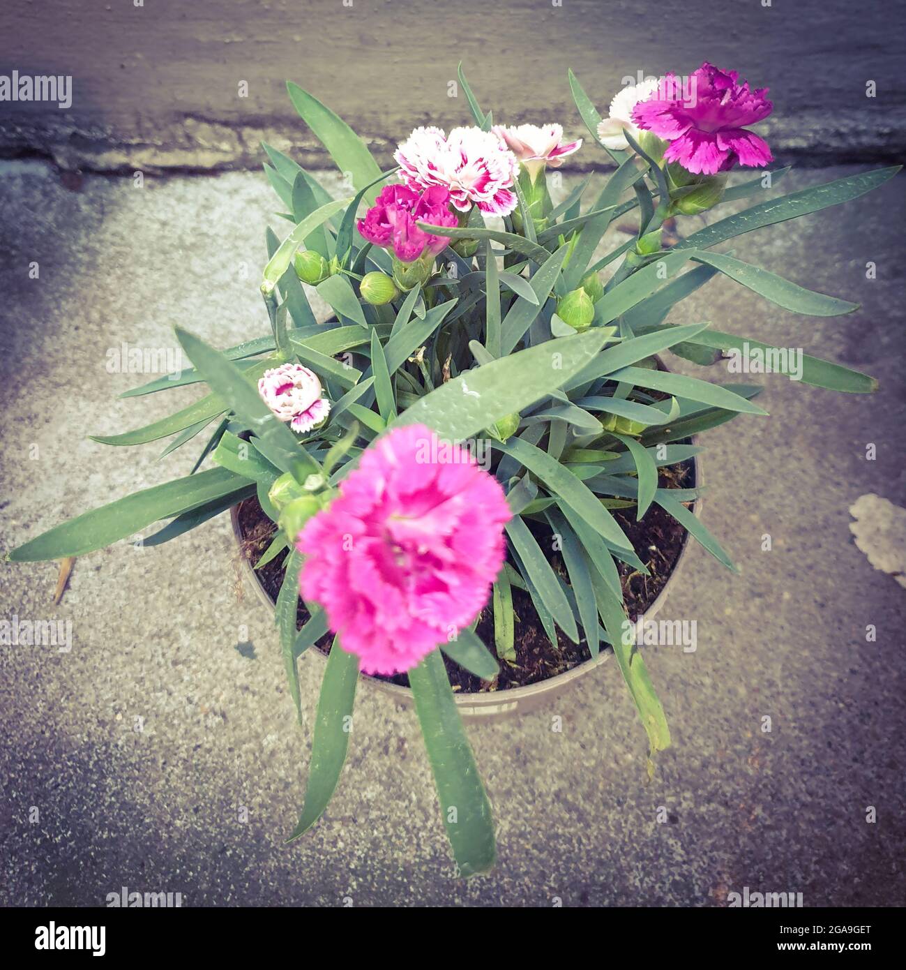 Flower in a pot Stock Photo - Alamy
