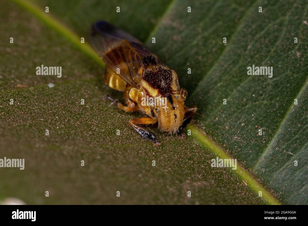 Yellow Small Typical Leafhopper of the Genus Teletusa animal mimicking ...