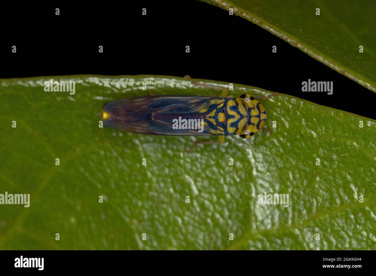 Adult Typical Leafhopper of the species Dilobopterus costalimai Stock ...