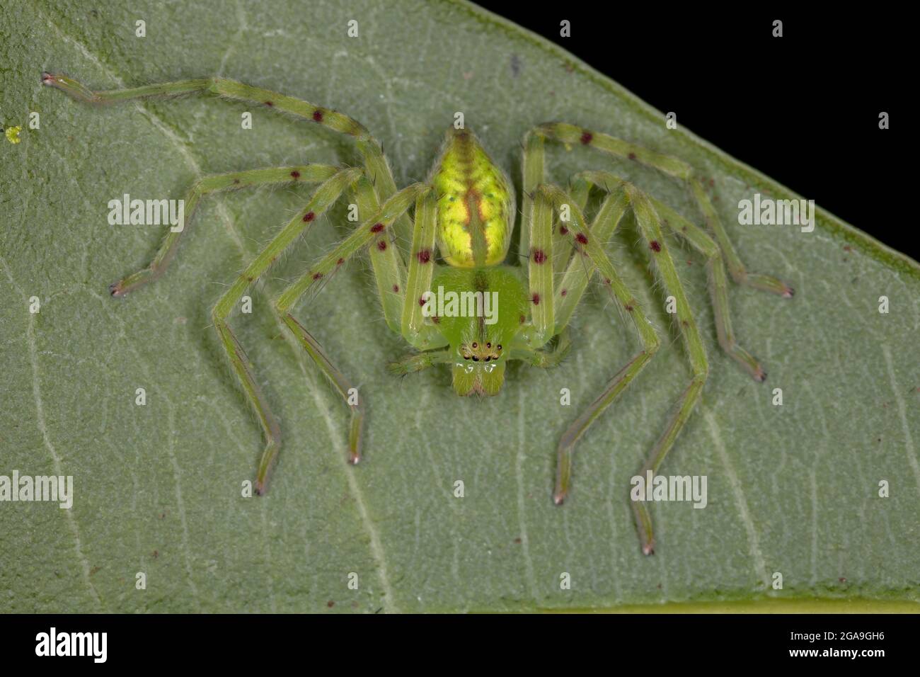 Green Huntsman Spider of the species Family Sparassidae Stock Photo - Alamy