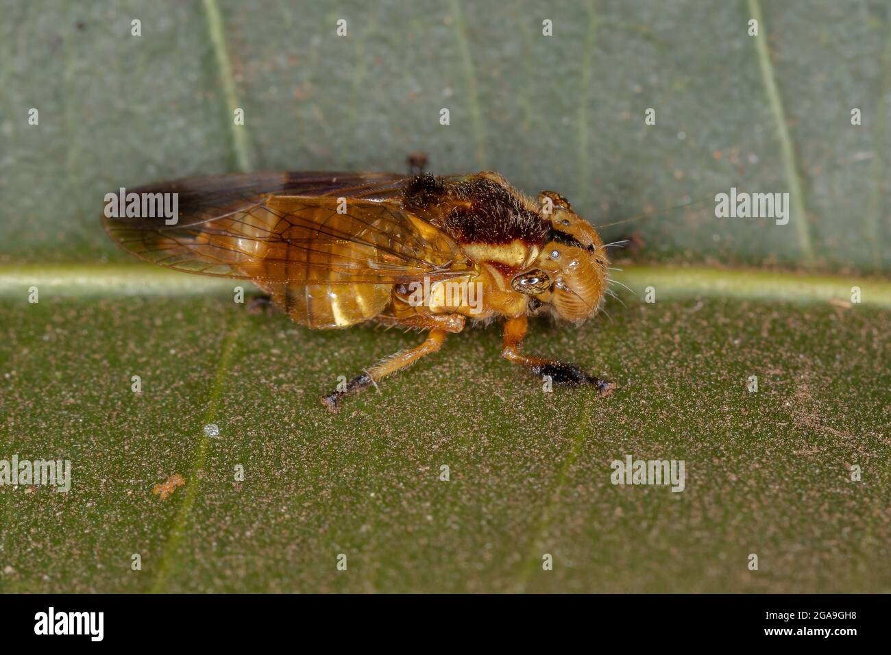 Yellow Small Typical Leafhopper of the Genus Teletusa animal mimicking ...