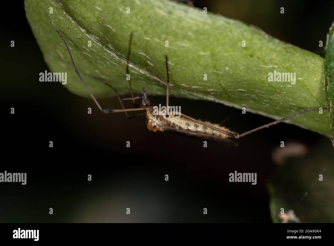 Limoniid Crane Fly of the Family Limoniidae Stock Photo - Alamy
