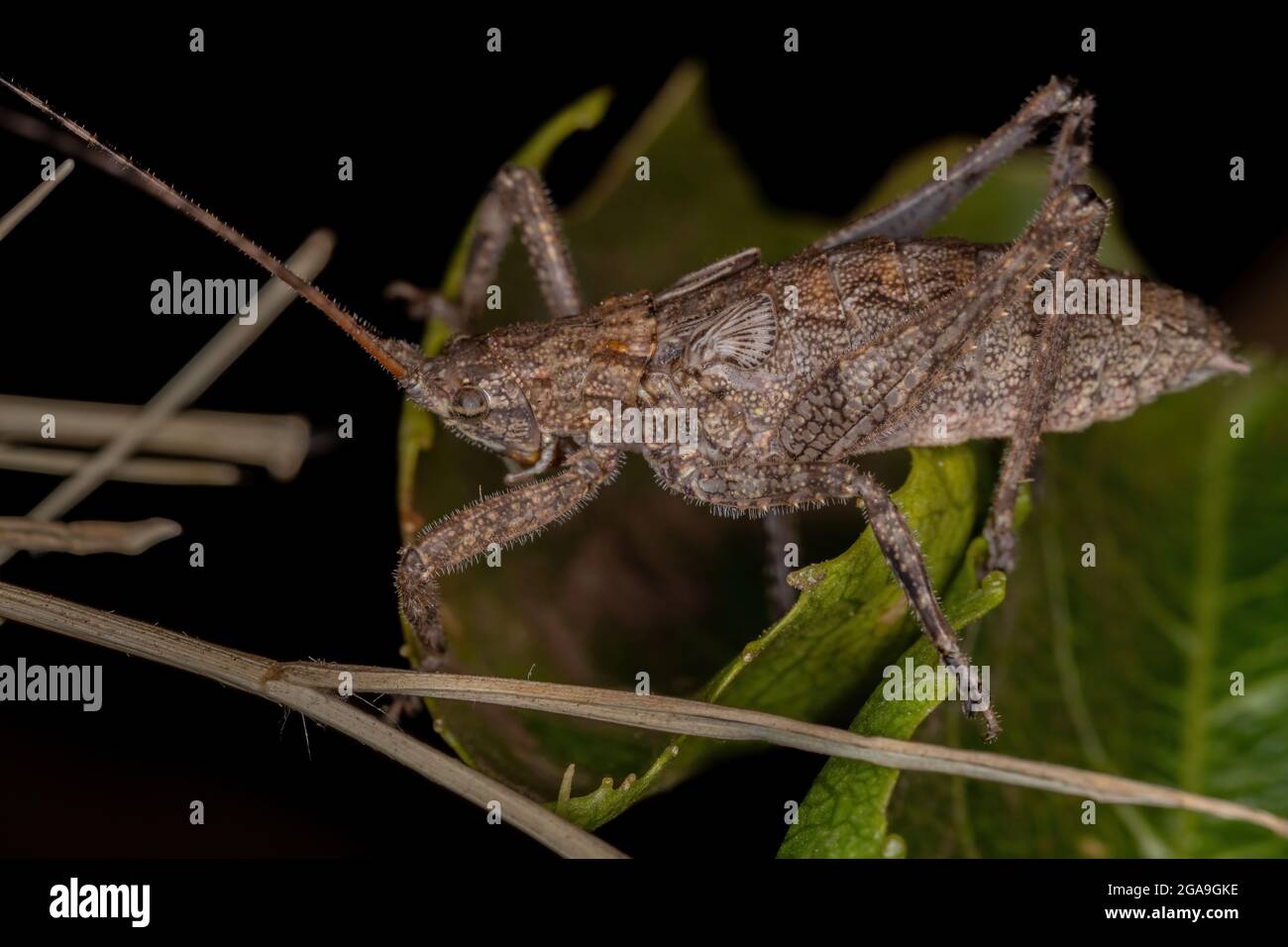 True Katydid Nymph of the Subfamily Pseudophyllinae Stock Photo - Alamy