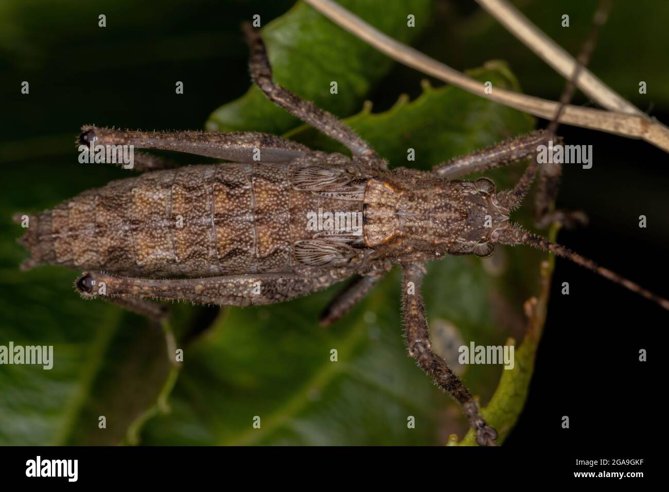 Leaf mimic katydid nymph hi-res stock photography and images - Alamy