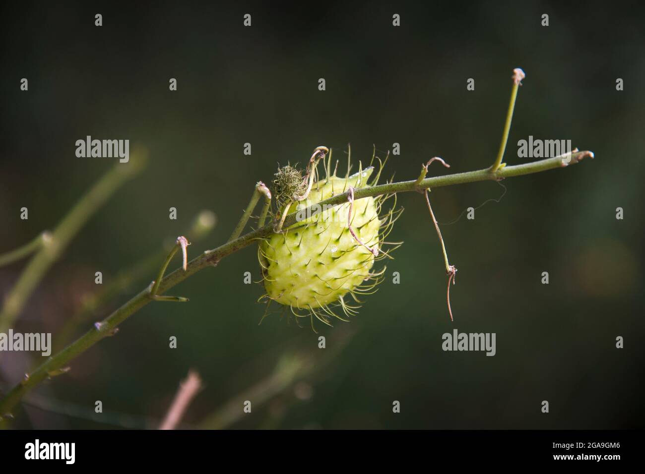 a close up of a green flower bud in the bush Stock Photo - Alamy