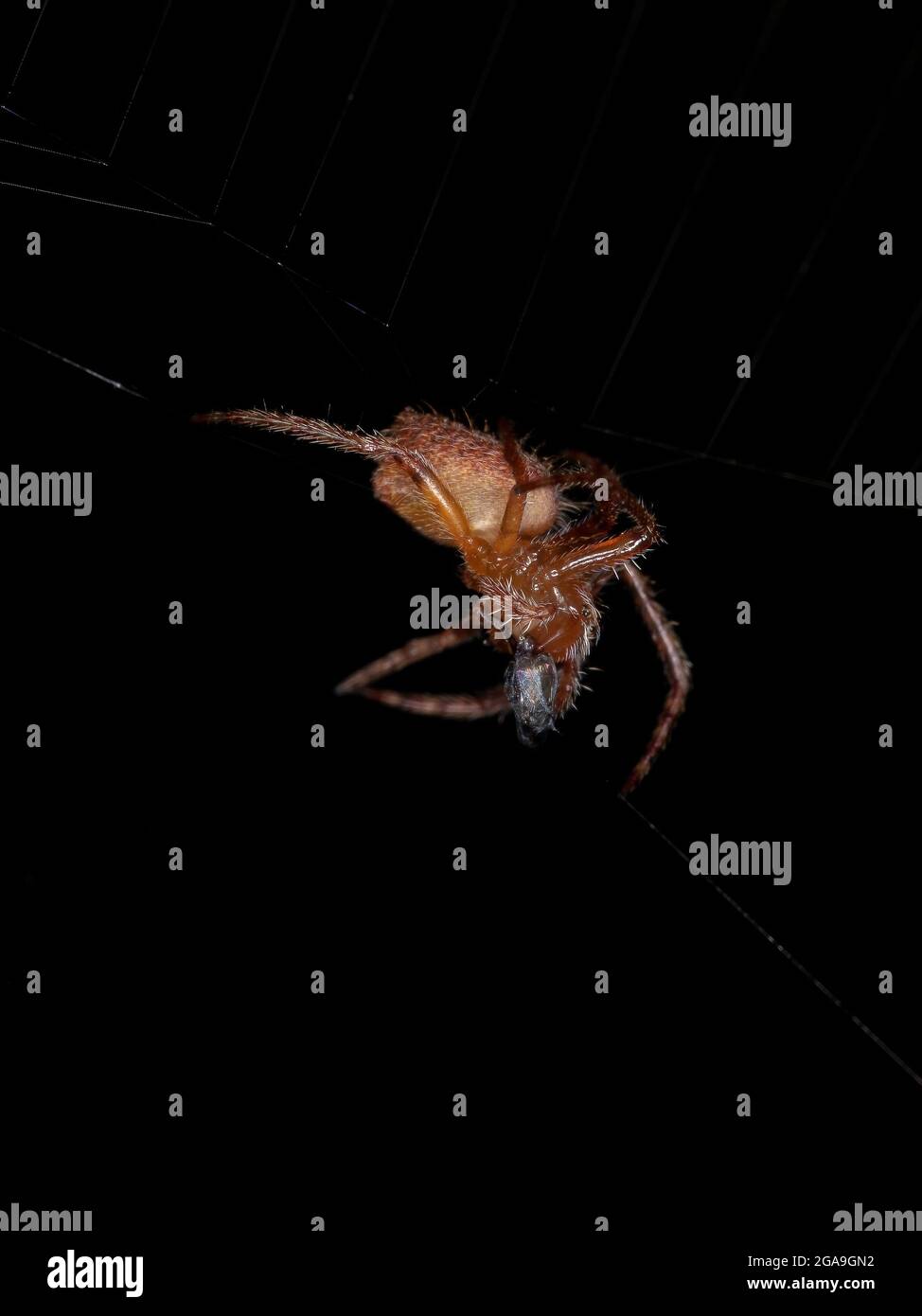 Red orbweaver spider hi-res stock photography and images - Alamy