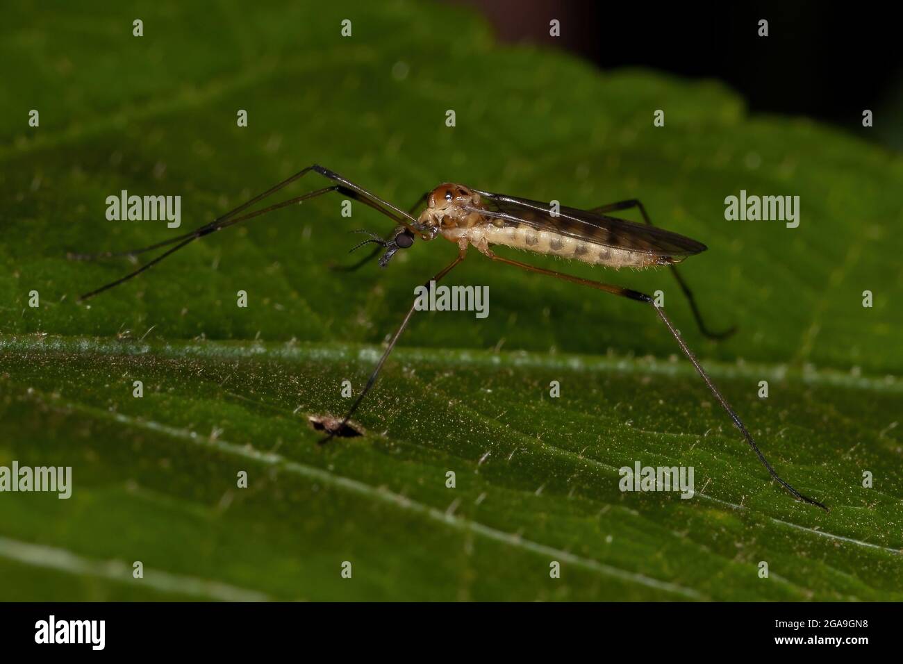 Limoniid Crane Fly of the Family Limoniidae Stock Photo - Alamy