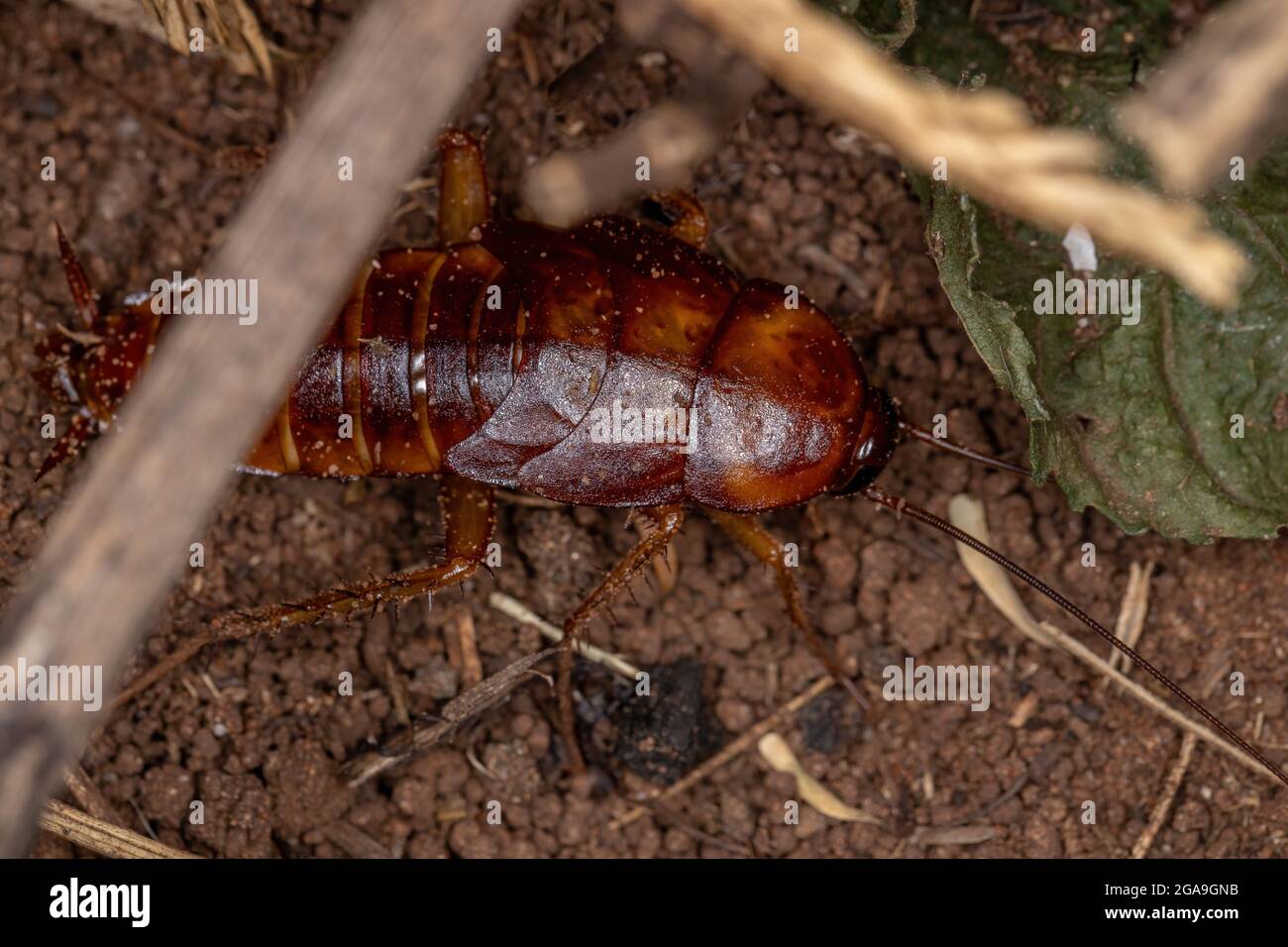 American Cockroach Nymph of the species Periplaneta americana Stock ...