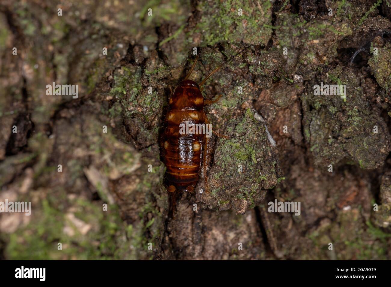 Australian Cockroach Nymph of the species Periplaneta australasiae ...