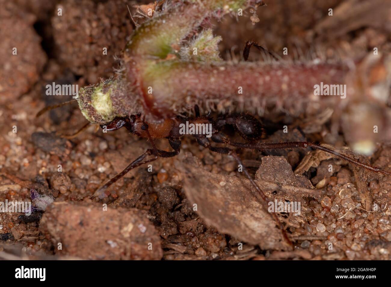 Atta Leaf-cutter Ant of the Genus Atta working Stock Photo - Alamy