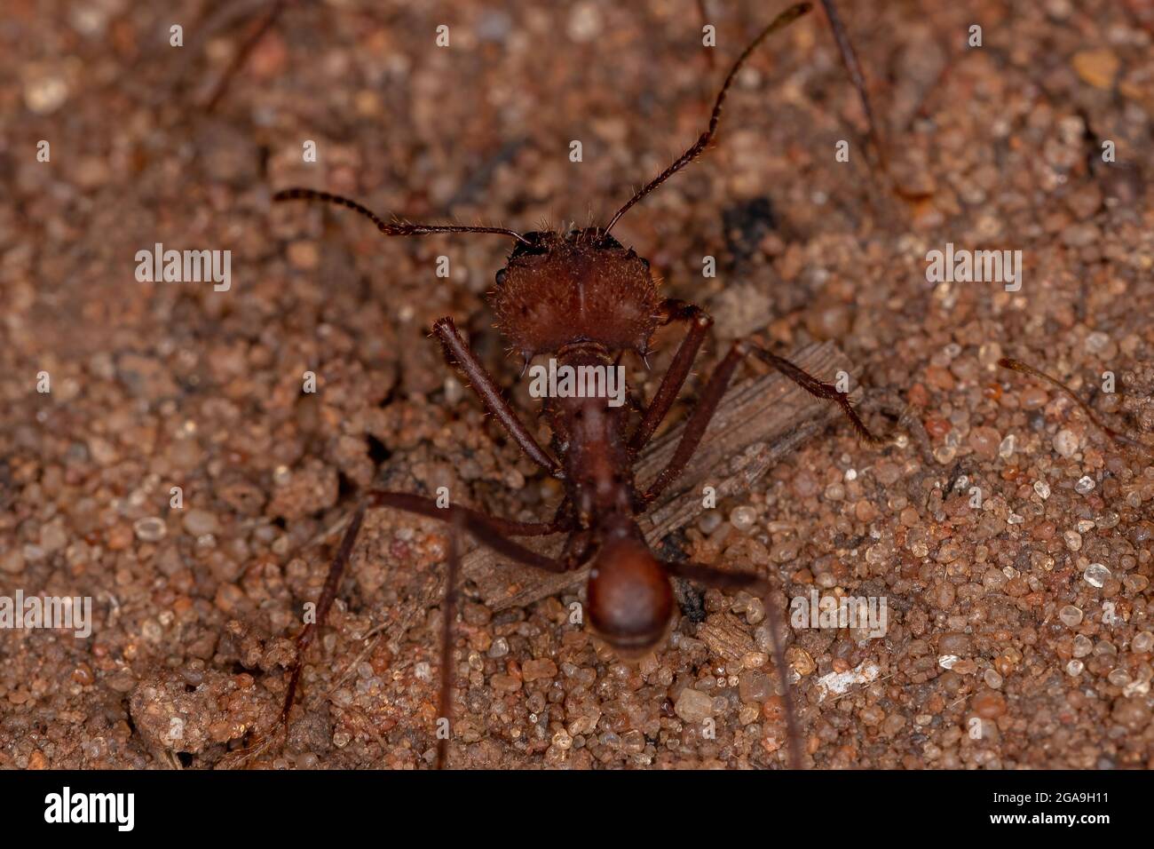 Atta Leaf-cutter Ant of the Genus Atta working Stock Photo - Alamy