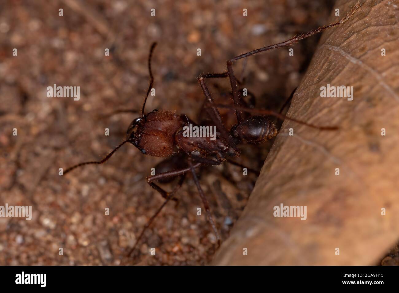 Genus atta hi-res stock photography and images - Alamy