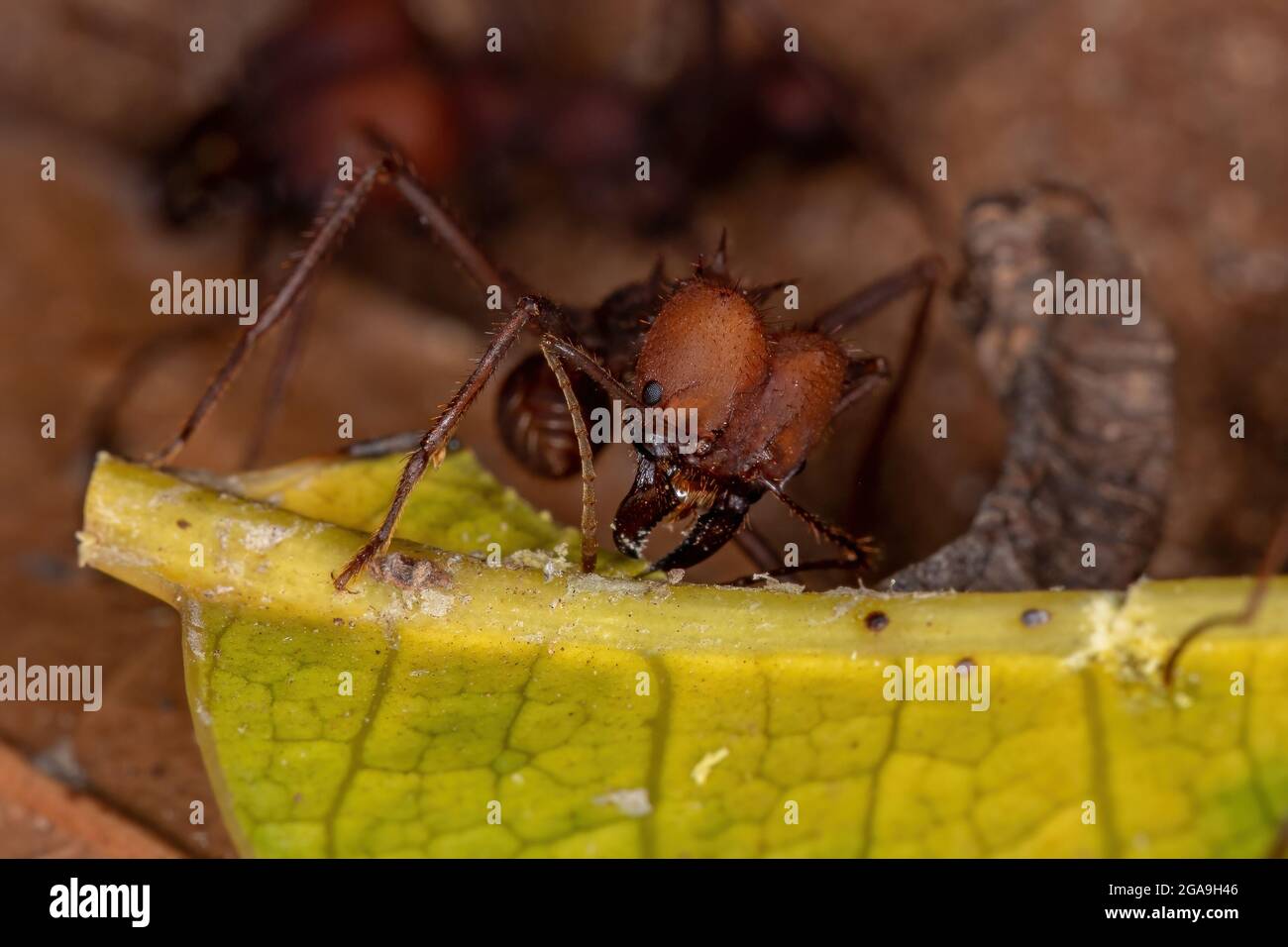 Atta Leaf-cutter Ant of the Genus Atta working Stock Photo - Alamy