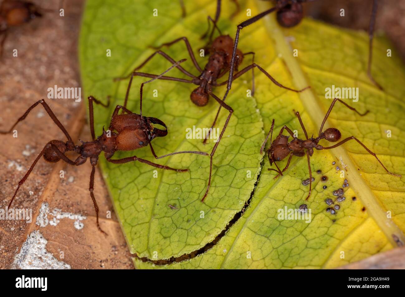 Atta Leaf-cutter Ant of the Genus Atta working Stock Photo - Alamy