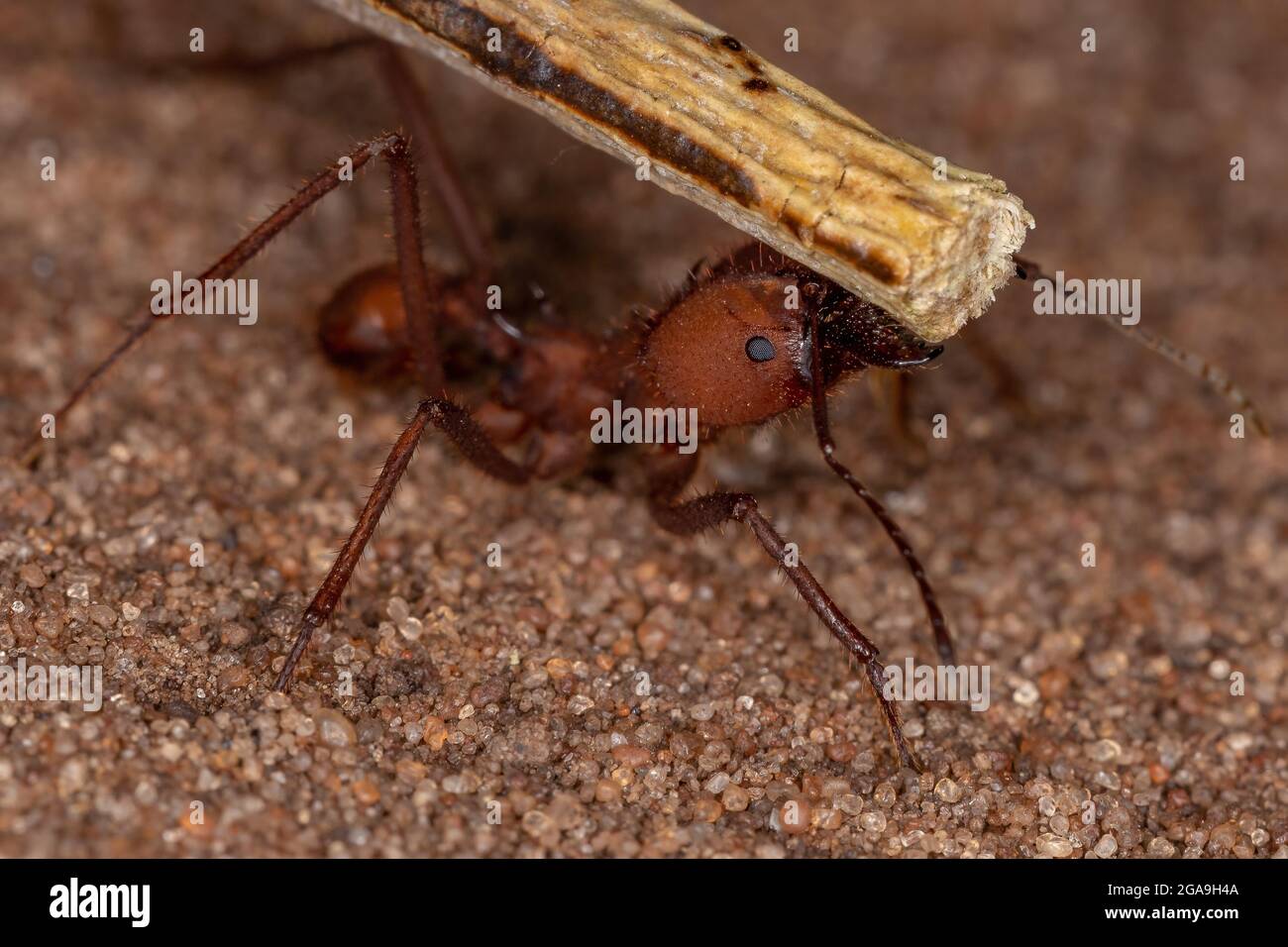 Genus atta hi-res stock photography and images - Alamy