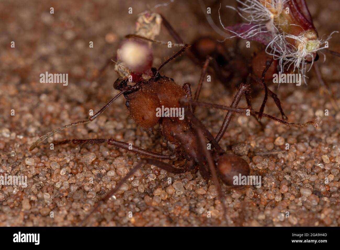 Atta Leaf-cutter Ant of the Genus Atta working Stock Photo - Alamy