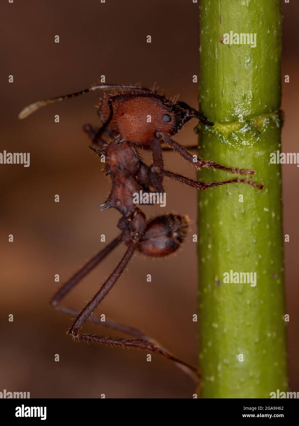 Atta Leaf-cutter Ant of the Genus Atta working Stock Photo - Alamy