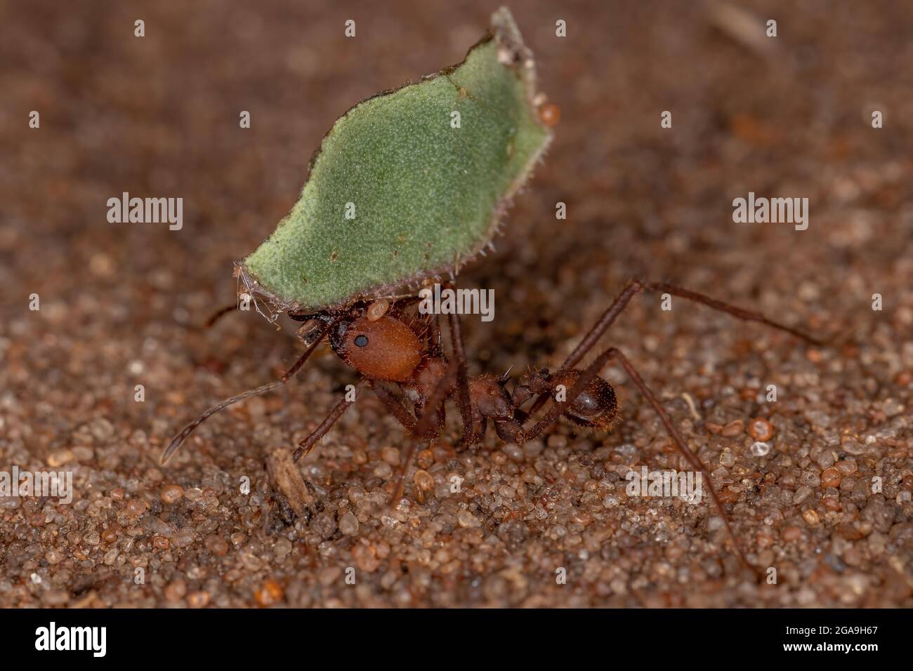 Atta Leaf-cutter Ant of the Genus Atta working Stock Photo - Alamy