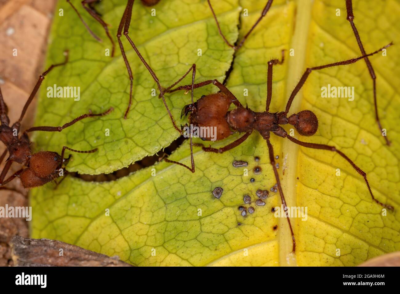 Atta Leaf-cutter Ant of the Genus Atta working Stock Photo - Alamy