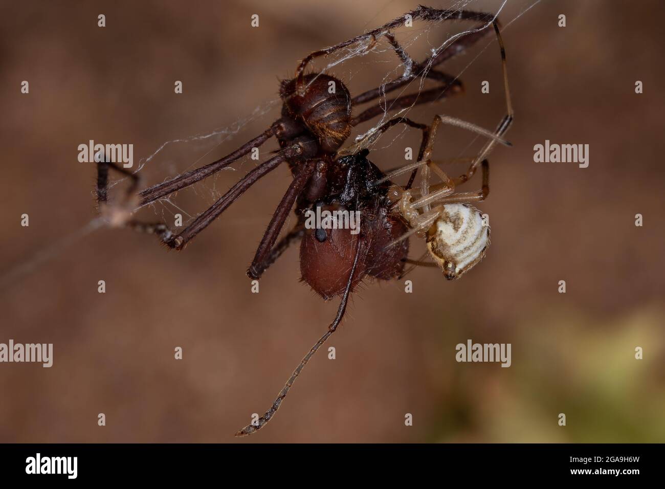 Female Small Brown Widow of the species Latrodectus geometricus preying ...