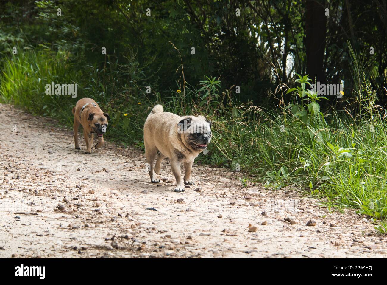 pug dogs walking up a track in the bush Stock Photo - Alamy