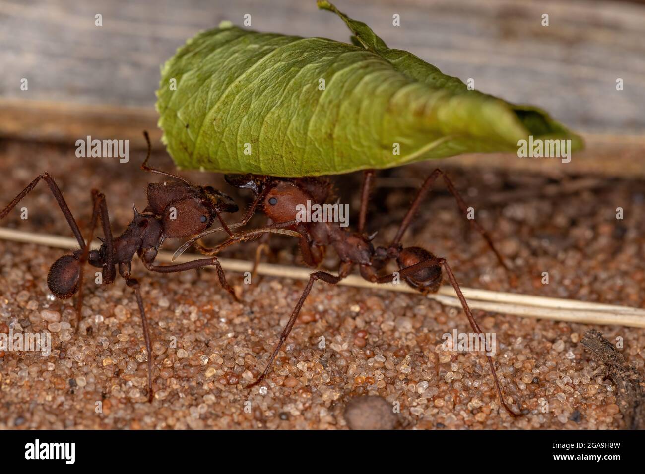 Atta Leaf-cutter Ant of the Genus Atta working Stock Photo - Alamy