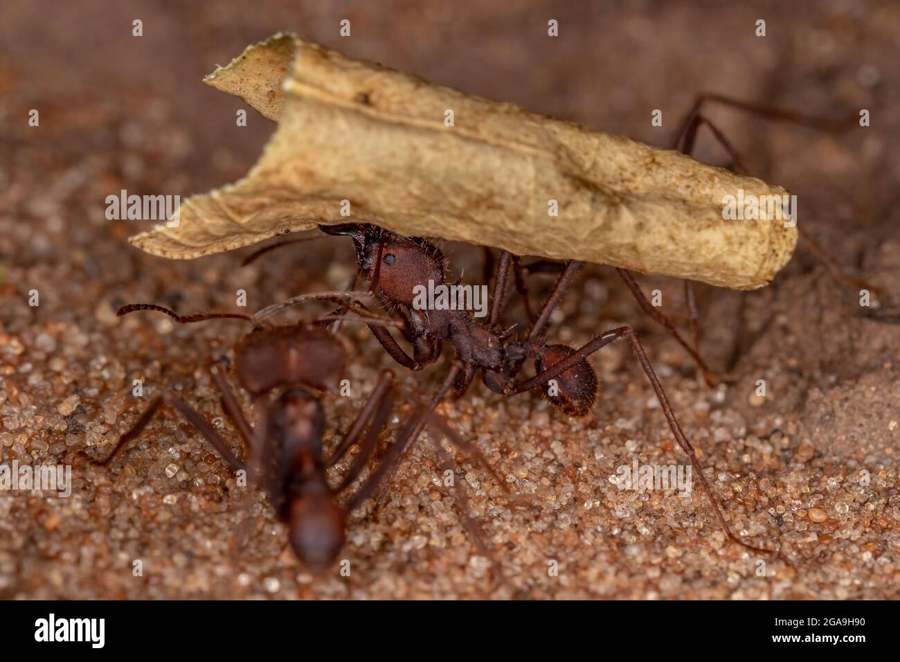 Atta Leaf-cutter Ant of the Genus Atta working Stock Photo - Alamy