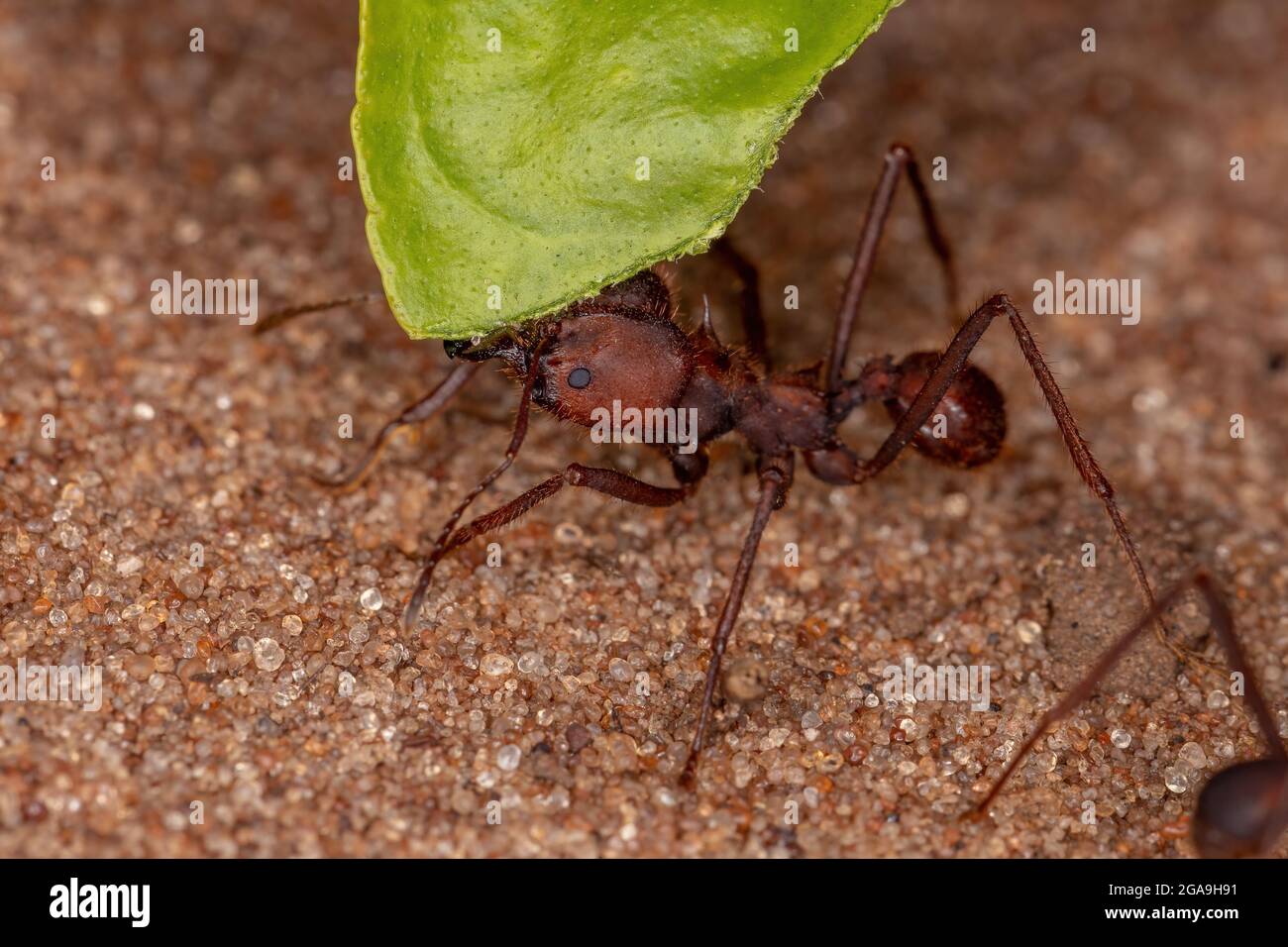 Genus atta hi-res stock photography and images - Alamy