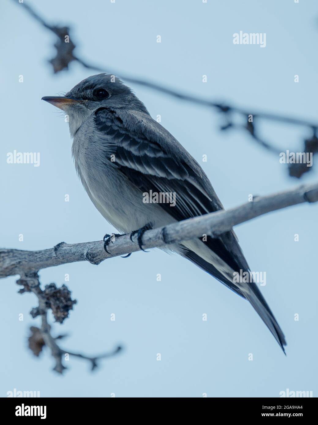 Northern mockingbird flight hi-res stock photography and images - Alamy