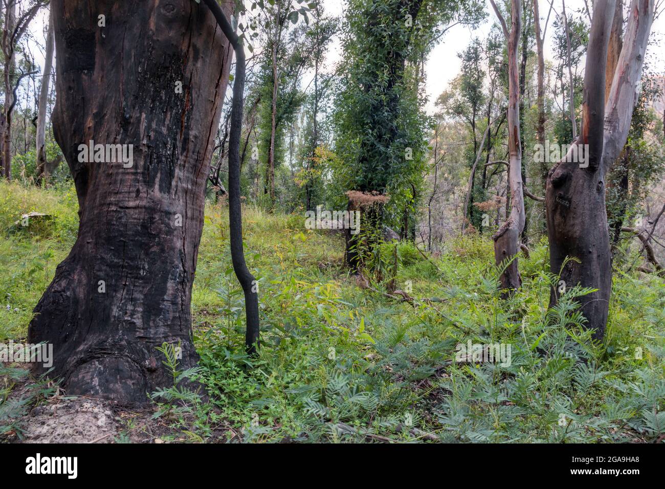 group of trees and vines in the forest Stock Photo - Alamy