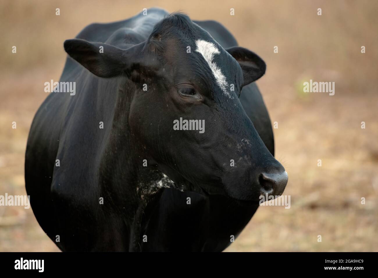 Adult cow in a Brazilian farm with selective focus Stock Photo - Alamy