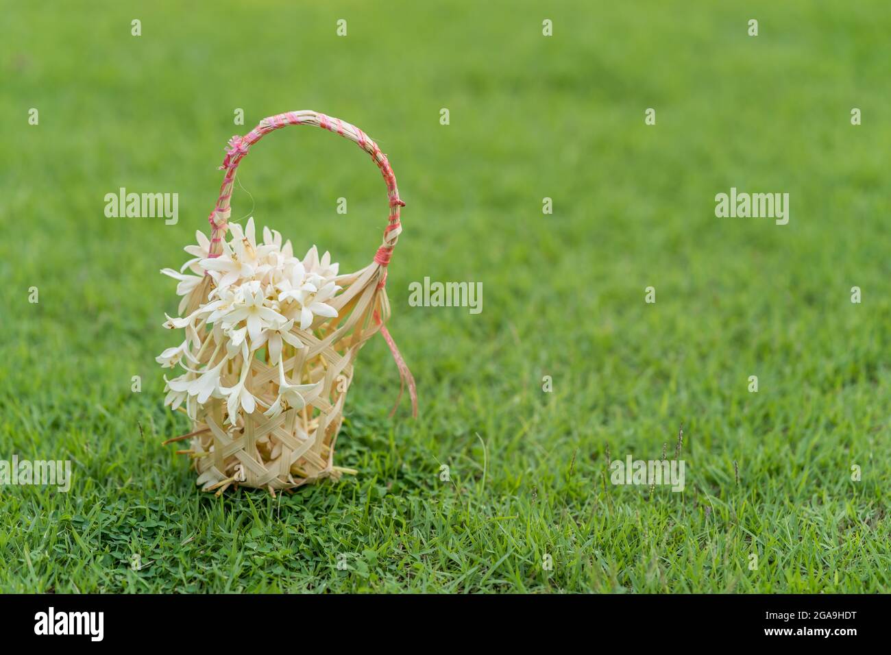 Indian cork tree hi-res stock photography and images - Alamy