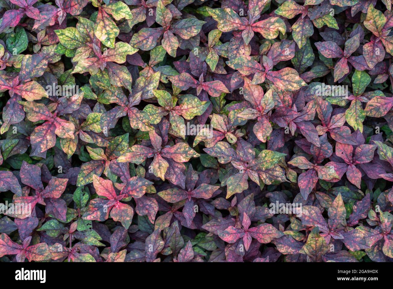 Background texture of purple-green leaves in a huge bush with sunlight ...