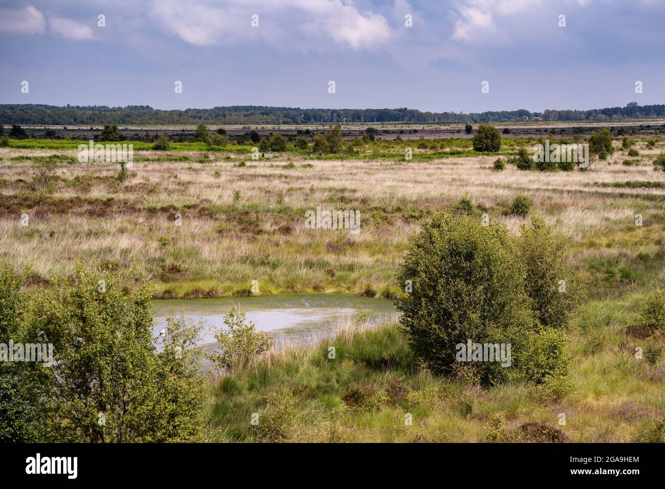 View of Fenn's, Whixall and Bettisfield Mosses National Nature Reserve ...