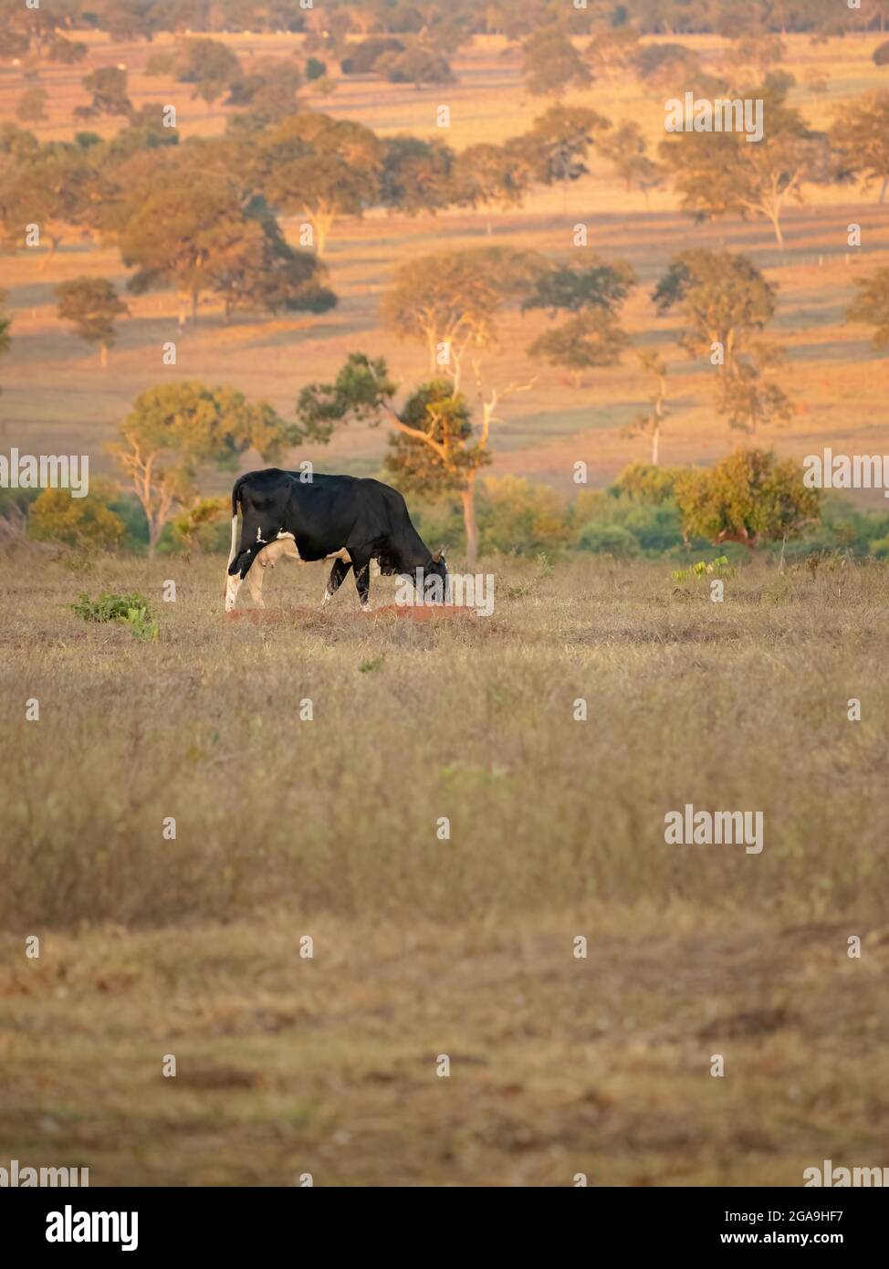 Adult cow in a Brazilian farm with selective focus Stock Photo - Alamy