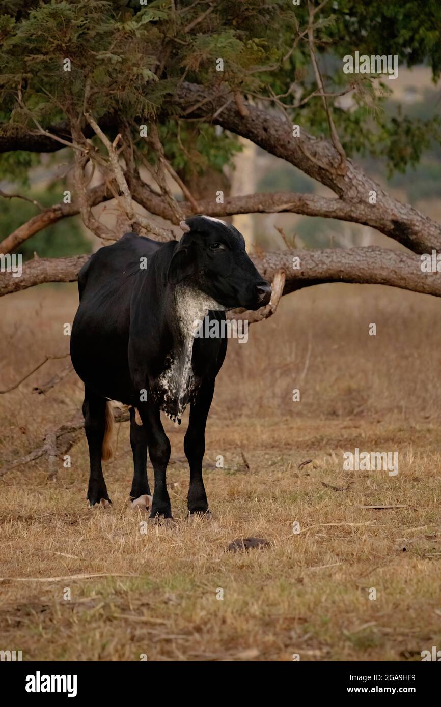 Adult cow in a Brazilian farm with selective focus Stock Photo - Alamy