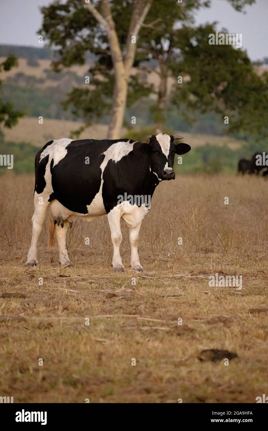 Adult cow in a Brazilian farm with selective focus Stock Photo - Alamy