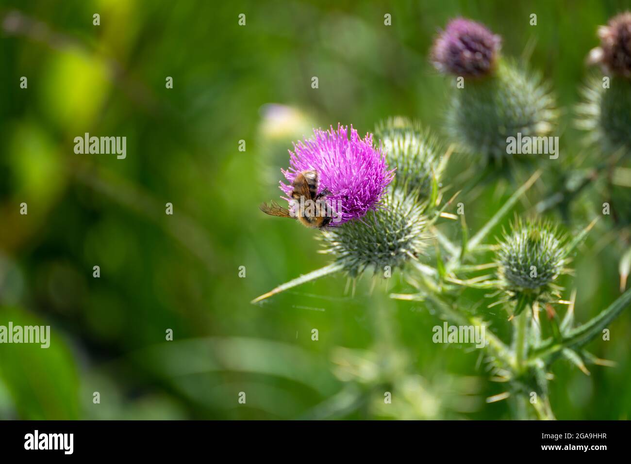 Buff-tailed bumblebee (Bombus terrestris) gathering pollen from a ...