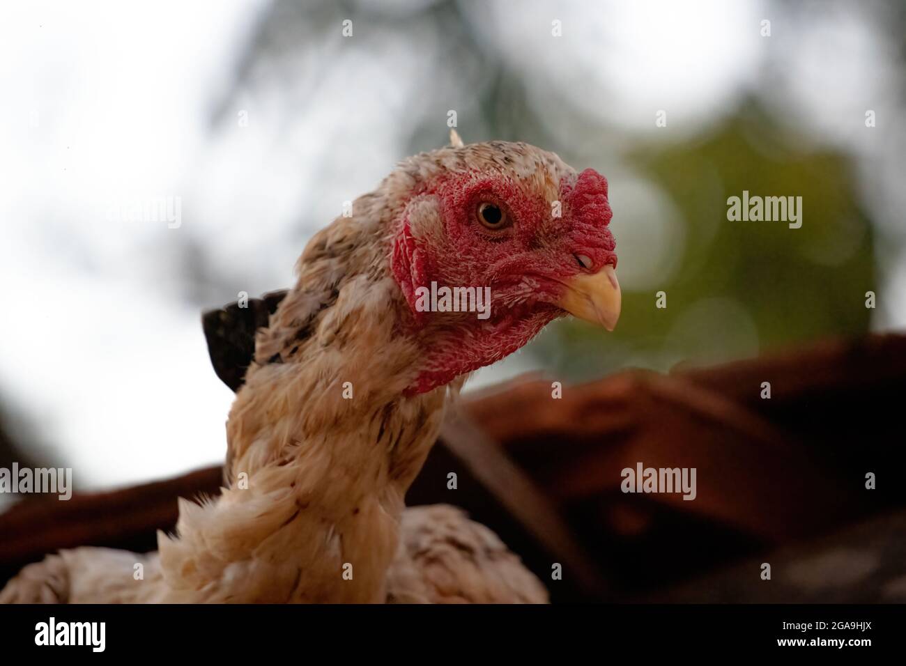 domestic animal chicken of the subspecies Gallus gallus domesticus ...