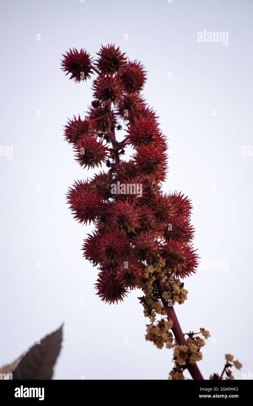 Red Castor Bean Plant of the species Ricinus communis Stock Photo - Alamy