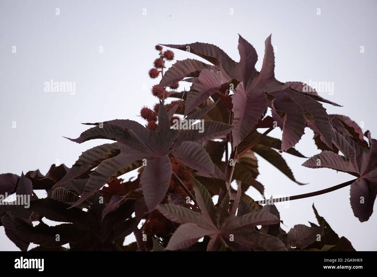 Red Castor Bean Plant of the species Ricinus communis Stock Photo - Alamy