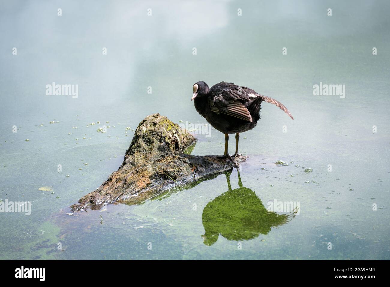 Coot standing on a partially submerged tree trunk in Ellesmere Stock ...