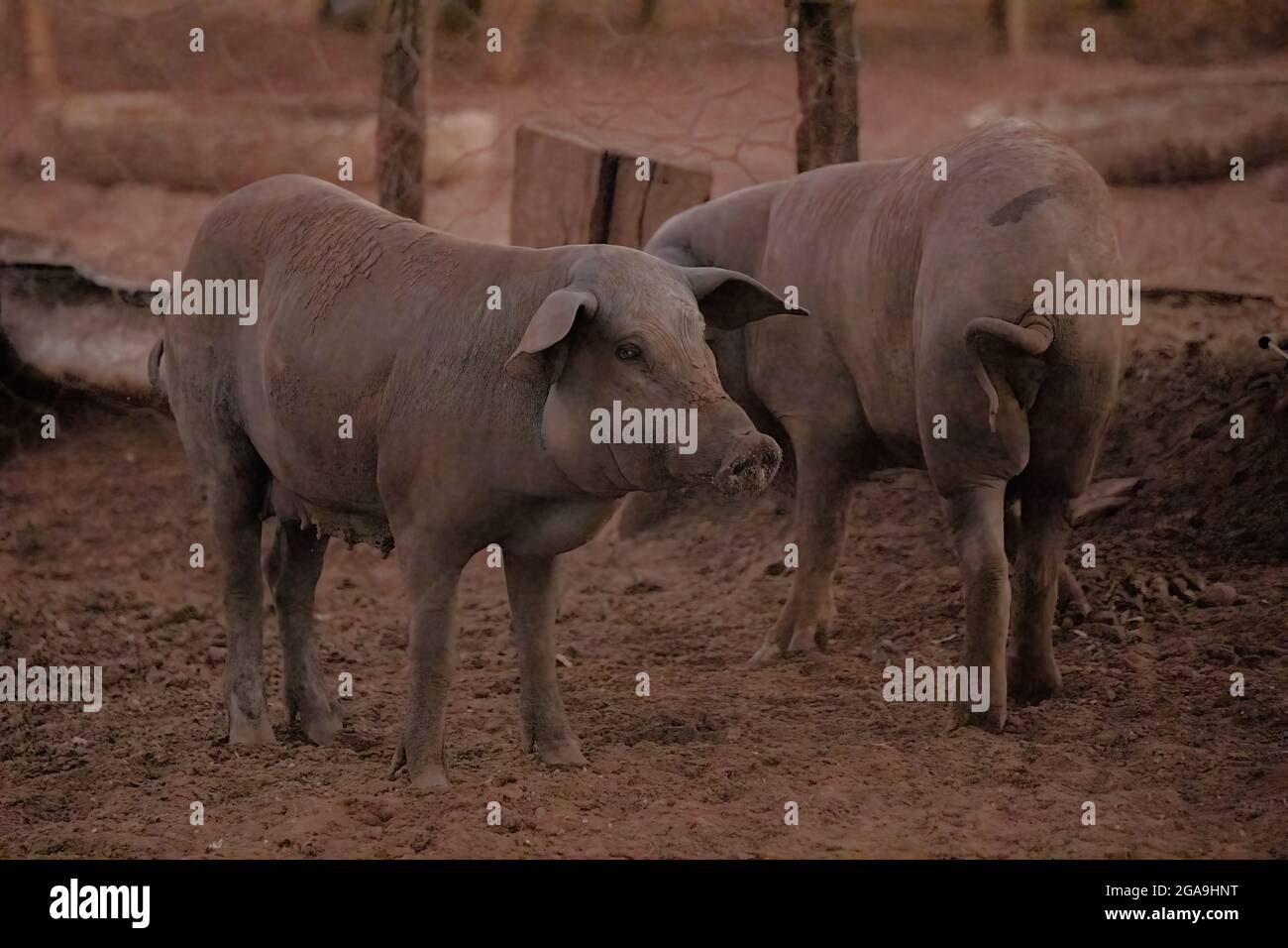 Black pig bred hi-res stock photography and images - Alamy