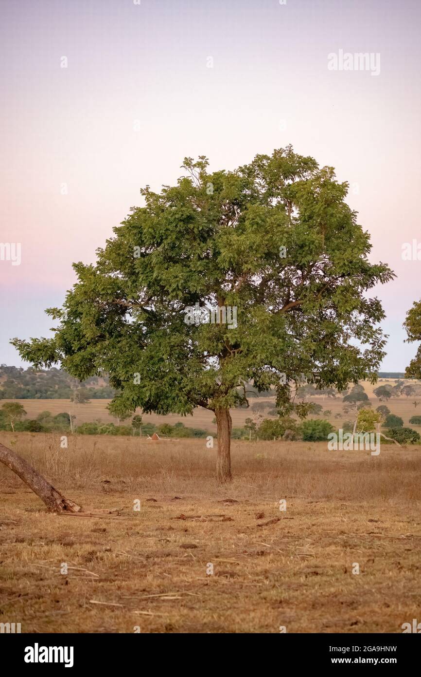 Large angiosperm tree in a pasture area of a farm Stock Photo - Alamy