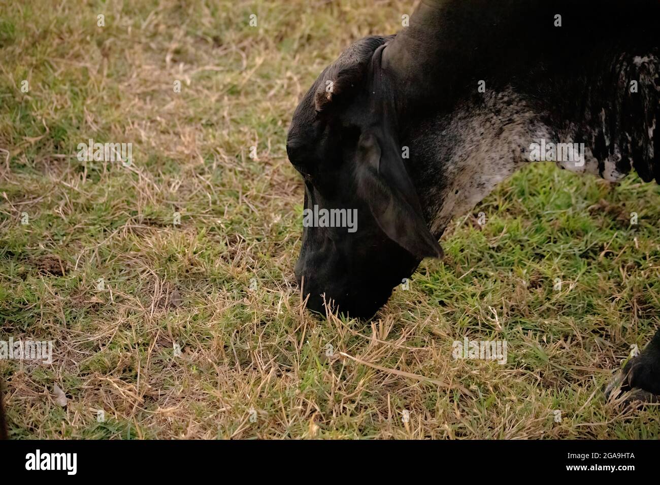 Adult cow in a Brazilian farm with selective focus Stock Photo - Alamy