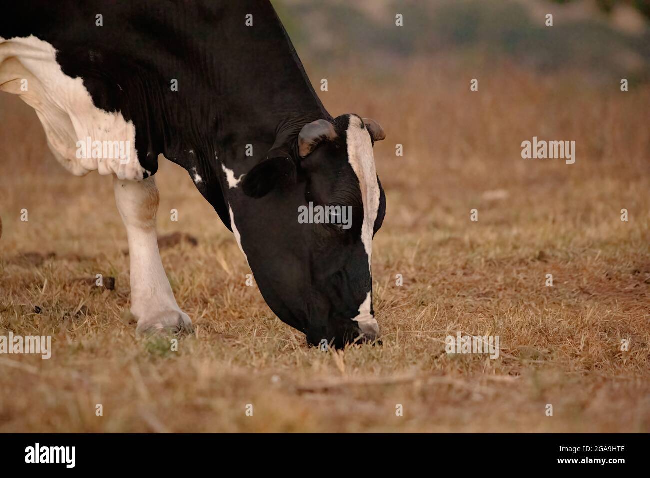 Adult cow in a Brazilian farm with selective focus Stock Photo - Alamy