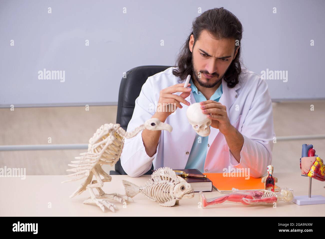 Young zoologist examining skeleton in the lab Stock Photo - Alamy