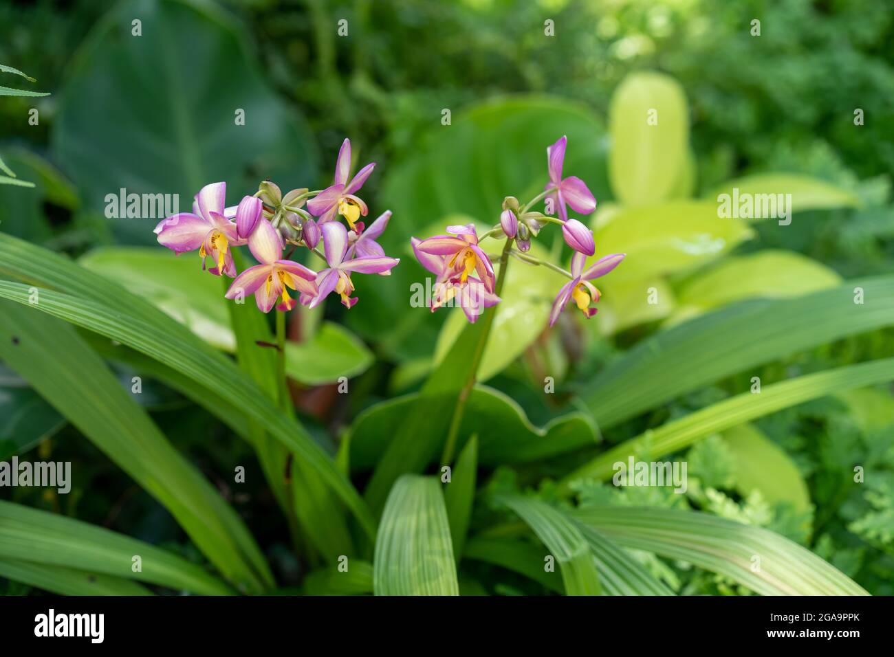 Sunny garden with vibrant violet moth orchid flowers and long bright ...