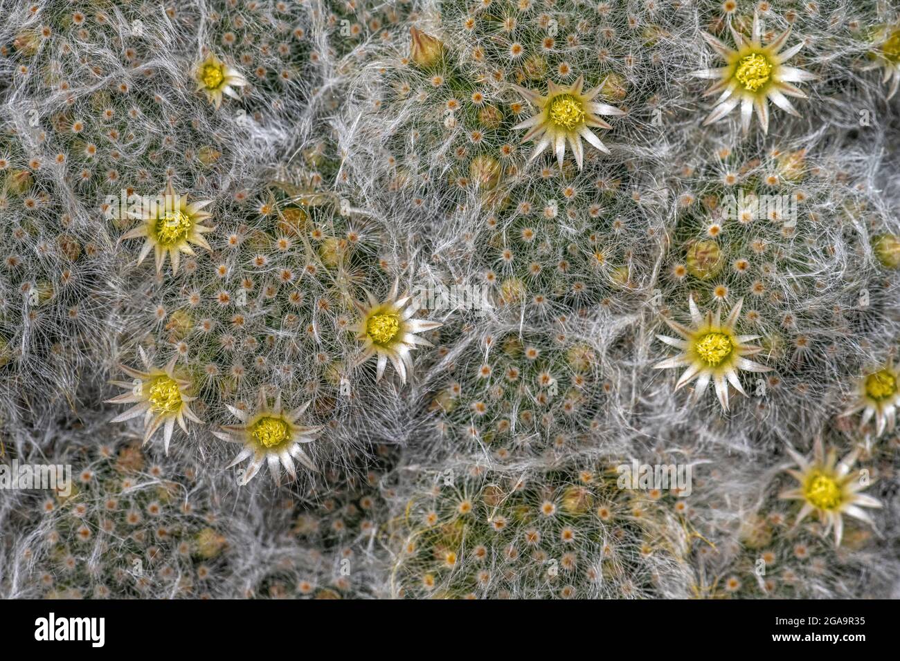 Cluster of Flowering Cactus Plants Stock Photo - Alamy