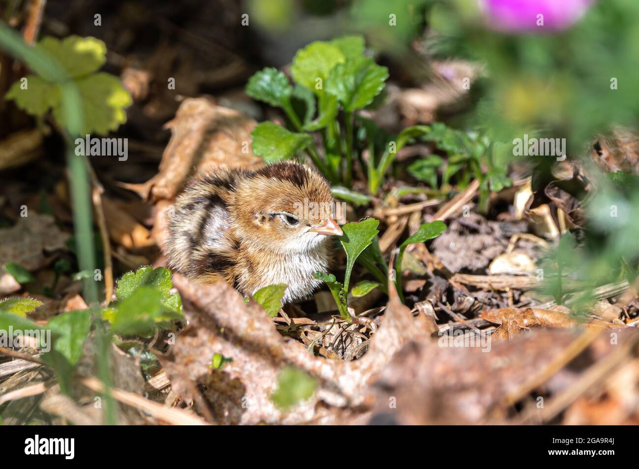 California quail with chick hi-res stock photography and images - Alamy